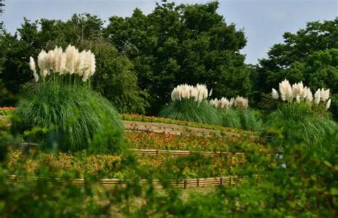 How To Plant Pampas Grass For A Stunning Landscape