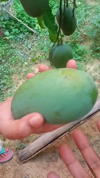 कच्चा आम 🥭🥭youtubeshorts Mango Youtube