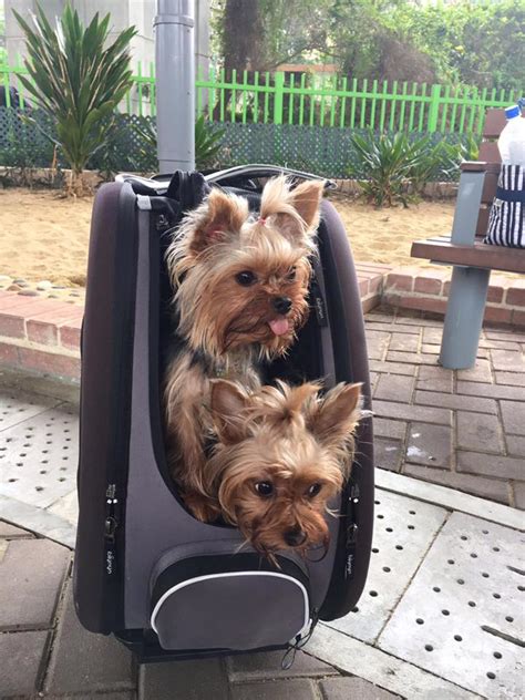 一家五口 三隻狗 個個都話我地樣又唔似、身形毛色性格都唔似，邊有可能係同一胎兩姐妹😤😤😢