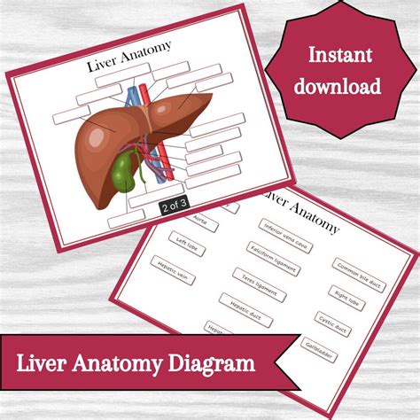 Liver Anatomy Diagram Printable Educational Resource Instant