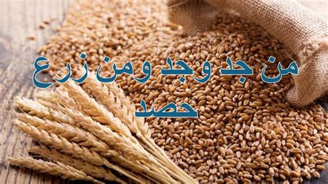 قصة المثل من جد وجد ومن زرع حصد Man Jadda Wajad Youtube