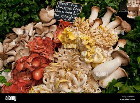 Different Types Of Fresh Organic Oyster Mushrooms Stock Photo Royalty Free Image Alamy