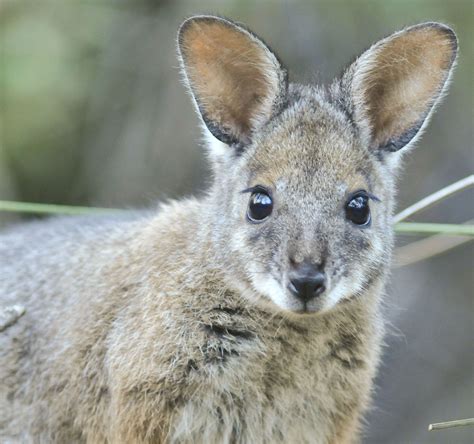 Wallaby