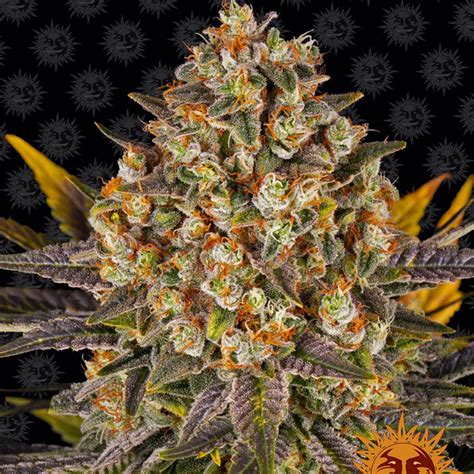 Banana Punch Strain Seedfare Find The Perfect Seed At The Right Price