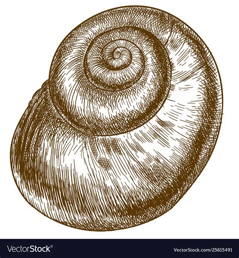 Engraving Snail Shell Royalty Free Vector Image