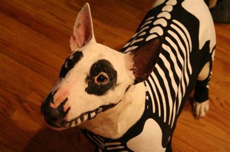 Spuds Mackenzie In A Skeleton Costume For Halloween Faxo