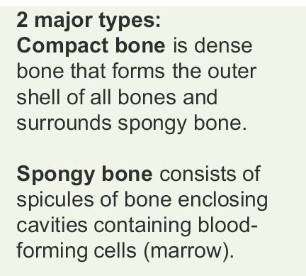 Msk Anatomy Flashcards Quizlet