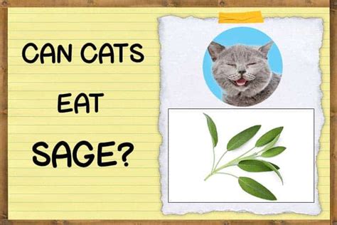 Can Cats Eat Sage Zooawesome