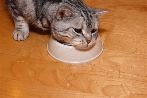 マタタビが大好きな猫。とくにマタタビ茶で大興奮！ ペトハピ