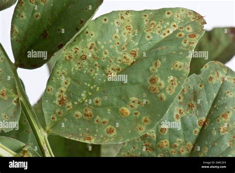 Faba Bean Disease Stock Photos Faba Bean Disease Stock Images Alamy