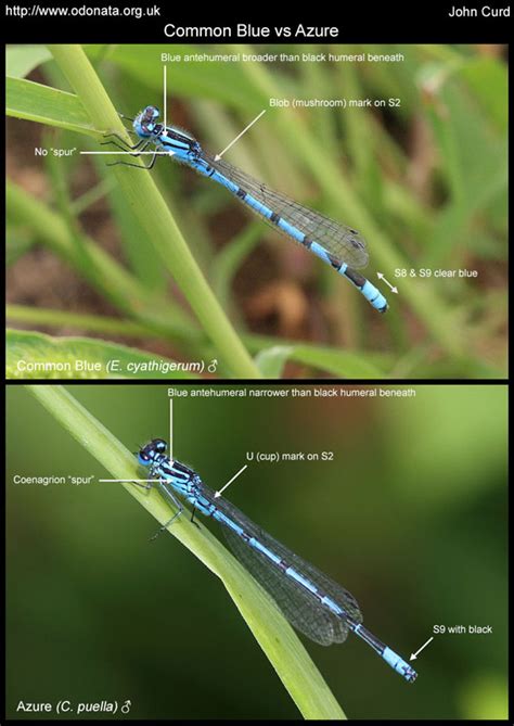 Comparison Common Blue Vs Azure Male Odo Nutters