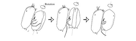 Schematic Of Mating Behavior In Present Day Bicornucythere Bisanensis