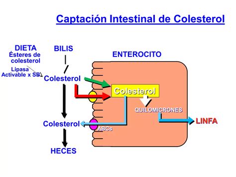Metabolismo Lípidos 15 1 Ppt