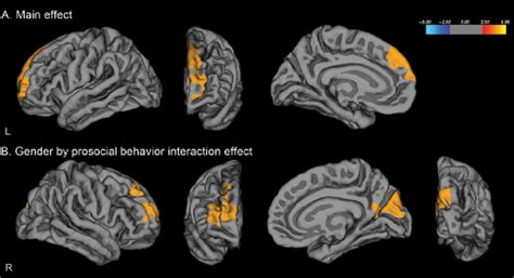 A Relation Between Cortical Thickness And Prosocial Behavior Sex