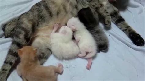 生後7日目 子猫のおっぱい争奪戦 Youtube