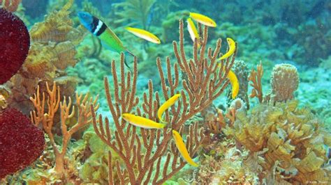 Male Or Female Is Our Sex Always Clearly Defined Dw 07112019