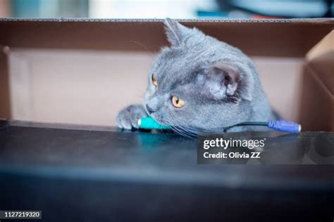 Cat Chewing Cable Photos And Premium High Res Pictures Getty Images