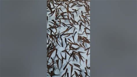 личинка из польской икры становится на плав узв ферма рыба