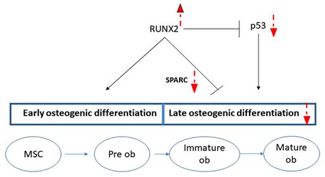 Ijms Free Full Text Two Novel C Terminus Runx2 Mutations In Two