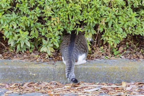猫が脱走したとき帰ってくる確率や脱走しないための対策を紹介｜テイスト