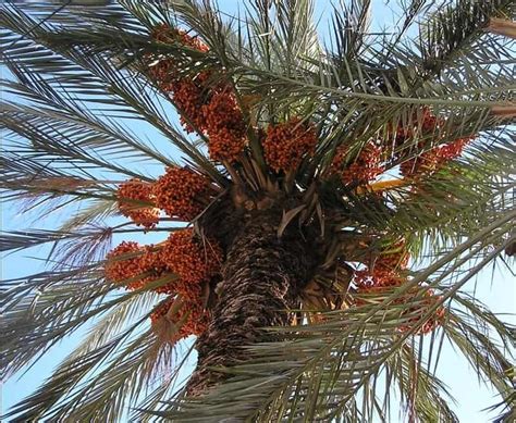 Tâmara Benefícios Nutrição E Características Frutopedia