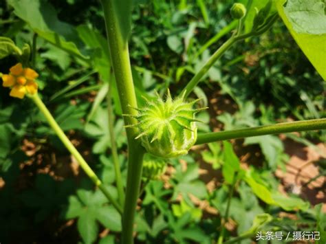 乡村一种植物结的果实似磨盘人们种植做麻袋曾是儿时的记忆 搜狐大视野 搜狐新闻