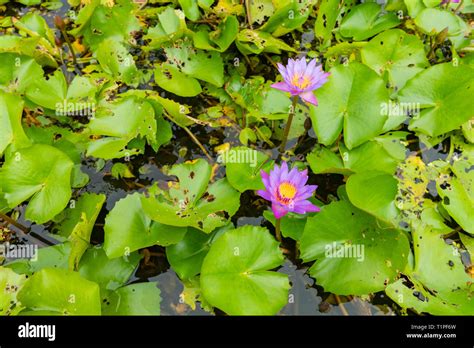 Beautiful Pink Lotus Water Plant With Reflection In A Pond Green Background Stock Photo Alamy