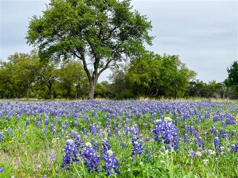 Beautiful Spots To See Marble Falls Bluebonnets In 2024 Very Truly Texas