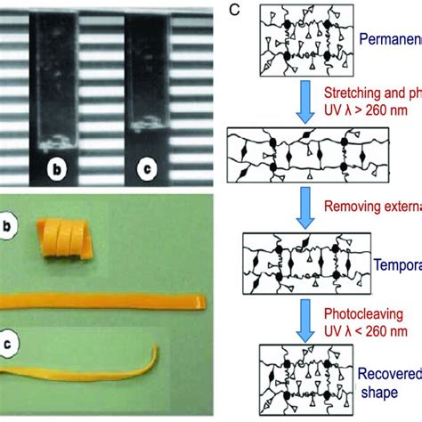 shape memory effect of a grafted polymer film a permanent shape b