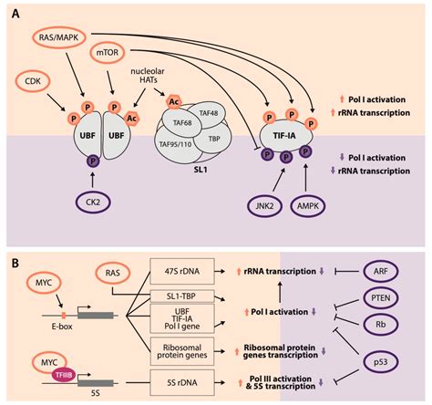 Ribosomal Rna