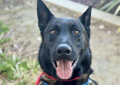 Meet Spartan The Belgian Malinois Mix Who Will Steal Your Heart