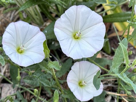 Twitl Week 29 Summer Solitude Kiaris Corner