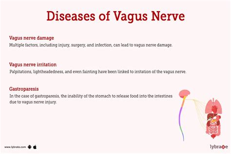 Vagus Nerve Human Anatomy Image Functions Diseases And Treatments