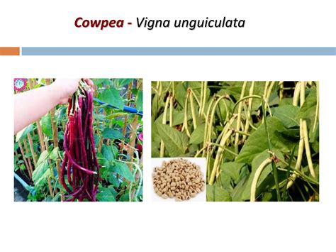 Agronomic Crops Classification Agriculture Ppt