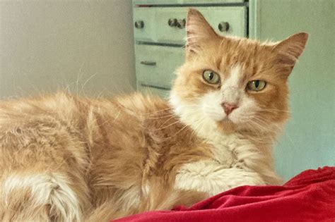 Love On Lelu Atlanta Humane Society