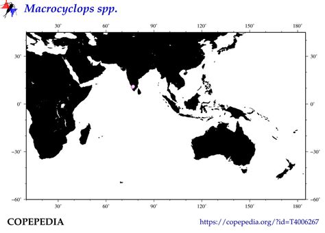 Copepedia Summary For Macrocyclops T4006267 Genus
