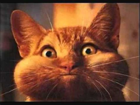Gatos Tontos Y Graciosos Muy Chistosos Youtube