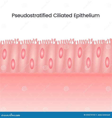 Pseudostratified Ciliated Epithelium Science Background Vector Stock