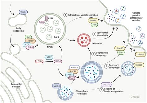 Autophagy Orchestrates The Crosstalk Between Cells And Organs EMBO