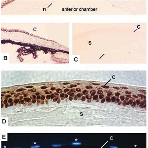 Pax6 Expression In C57bl6 Mouse Cornea Localization Of Pax6 Protein