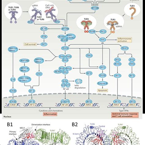 8 Overview Of Tlr Signalling Pathways And Tlr Structure A Toll Like