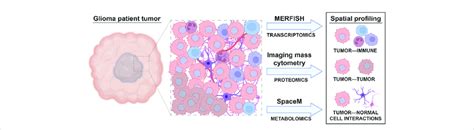 Spatial Single Cell Profiling Of Glioma Patient Tumors A Wide Variety