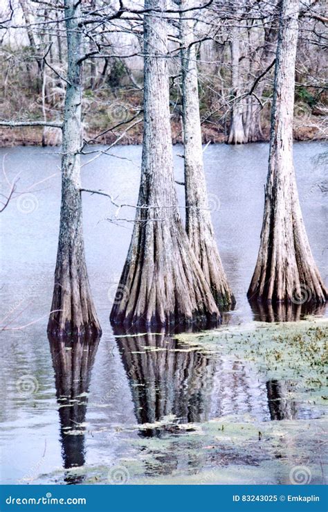 Mississippi Black Bayou March 2002 Stock Image Image Of Canoe
