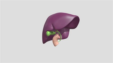 Duodenum 3d Models Sketchfab