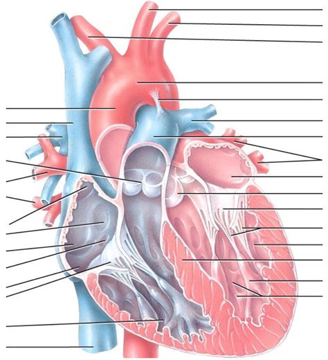 Heart Diagram Quizlet