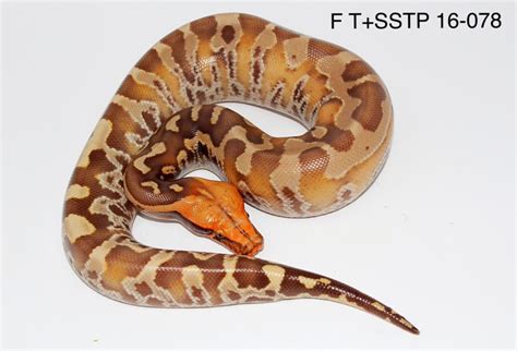 Caramel Albino Vpi Short Tailed Python Traits Morphpedia