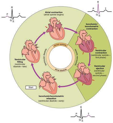 Stages Of Cardiac Cycle Flow Diagram Cycle Cardiac Phases Nu
