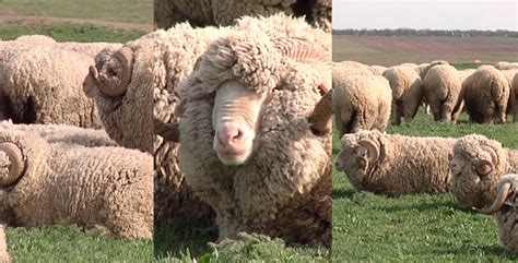 Sheep Stock Footage Videohive