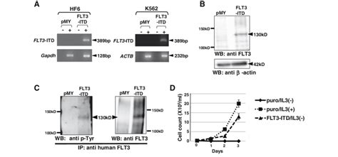 Generation Of FLT3 ITD Expressing Myeloid Cells A The Expression Of Download Scientific