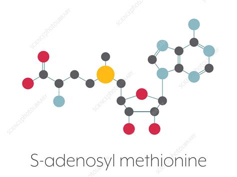 S Adenosyl Methionine Molecule Illustration Stock Image F030 0159 Science Photo Library